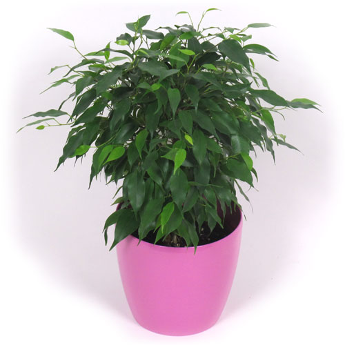 Ficus + Cubremaceta Rosa : venta Ficus + Cubremaceta Rosa