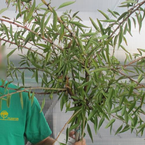 Almendro : venta Almendro / Prunus dulcis