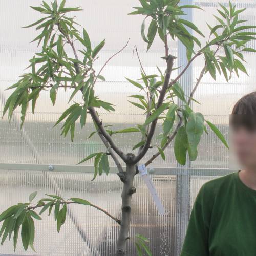 Almendro : venta Almendro / Prunus dulcis