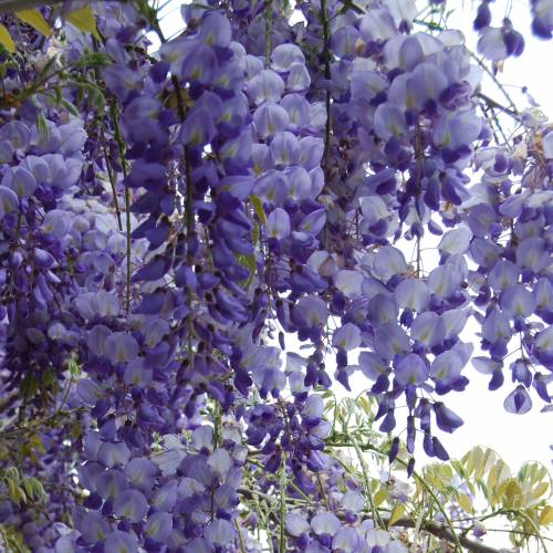 Glicinia : venta Glicinia / Wisteria sinensis