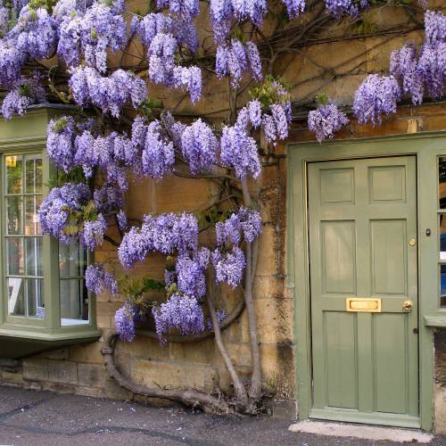 Glicinia : venta Glicinia / Wisteria sinensis