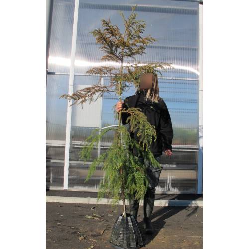 Cedro japonés : venta Cedro japonés / Cryptomeria japonica