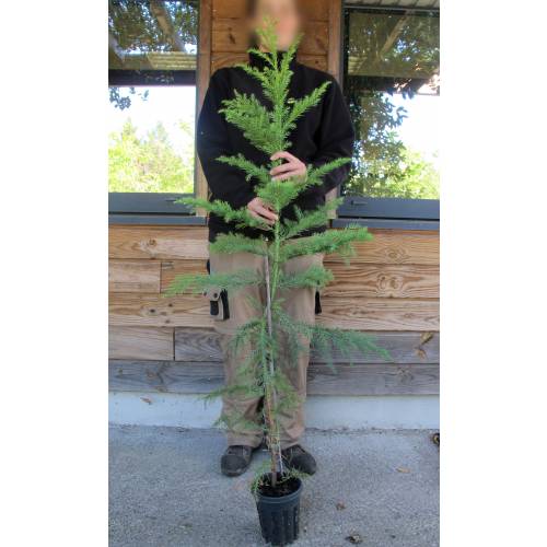 Cedro japonés : venta Cedro japonés / Cryptomeria japonica