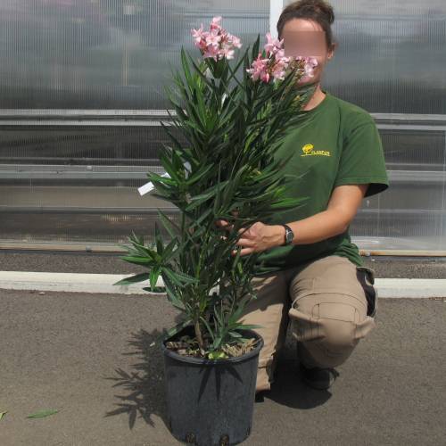 Adelfa rosa : venta Adelfa rosa / Nerium oleander rosea