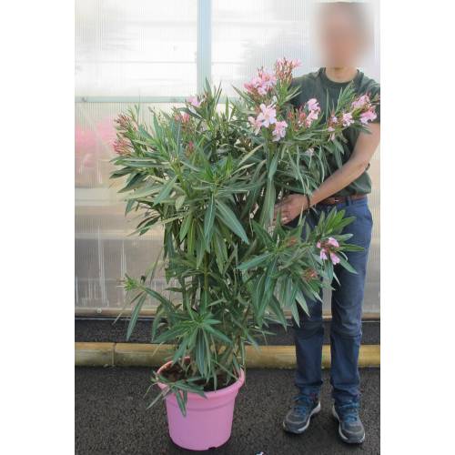 Adelfa rosa : venta Adelfa rosa / Nerium oleander rosea 1