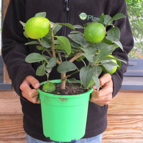 Lima : venta Lima / Citrus aurantifolia
