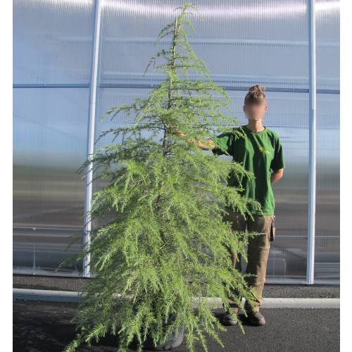 Cedro del Himalaya : venta Cedro del Himalaya / Cedrus deodara