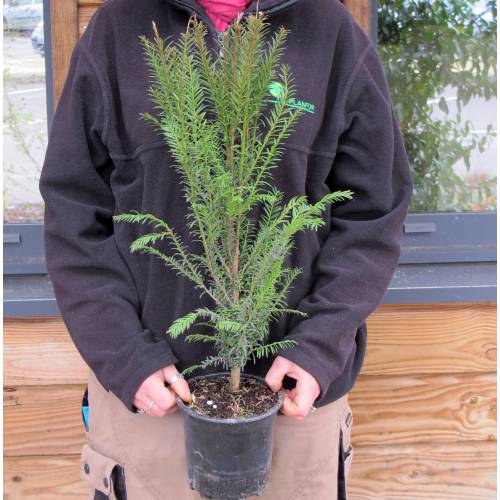 Tejo : venta Tejo / Taxus baccata