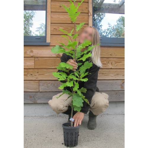 Roble americano : venta Roble americano / Quercus rubra
