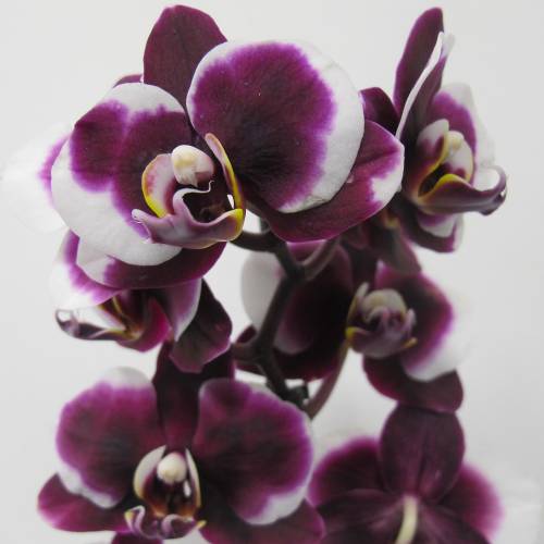 Orquídea mariposa, Phalaenopsis : venta Orquídea mariposa, Phalaenopsis ...