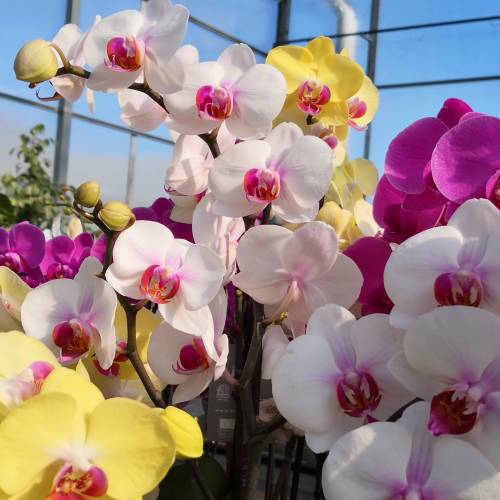 Orquídea mariposa, Phalaenopsis : venta Orquídea mariposa, Phalaenopsis ...