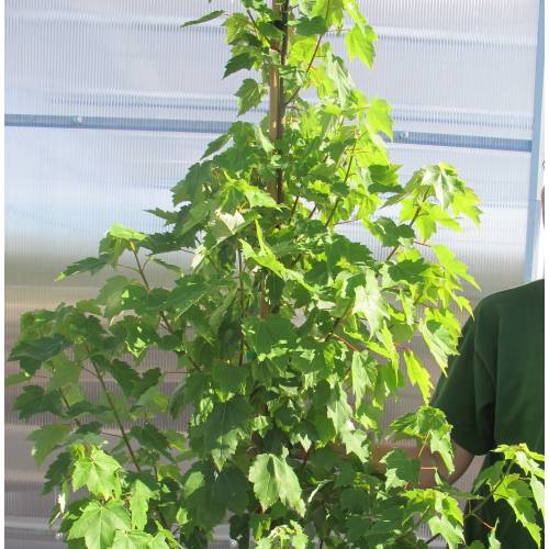 Arce rojo : venta Arce rojo / Acer rubrum