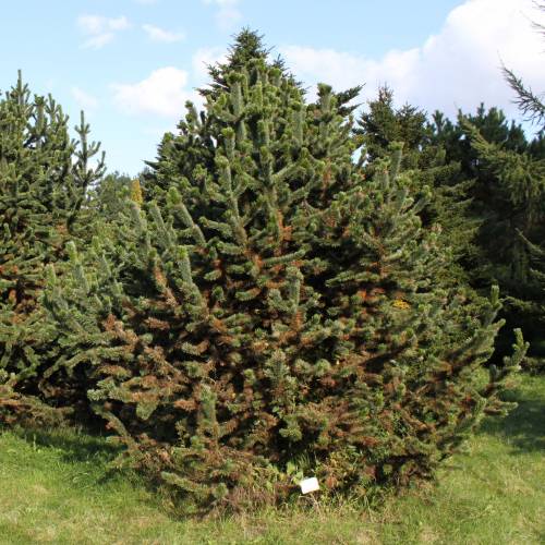 Pino del Colorado : venta Pino del Colorado / Pinus aristata