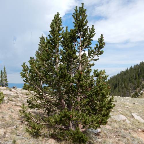 Pino del Colorado : venta Pino del Colorado / Pinus aristata