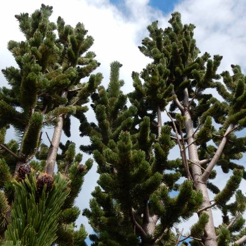 Pino del Colorado : venta Pino del Colorado / Pinus aristata