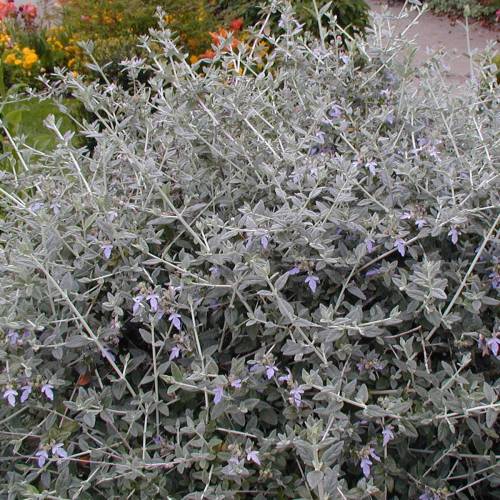 Teucrio, Olivillo, Salvia amarca : venta Teucrio, Olivillo, Salvia ...