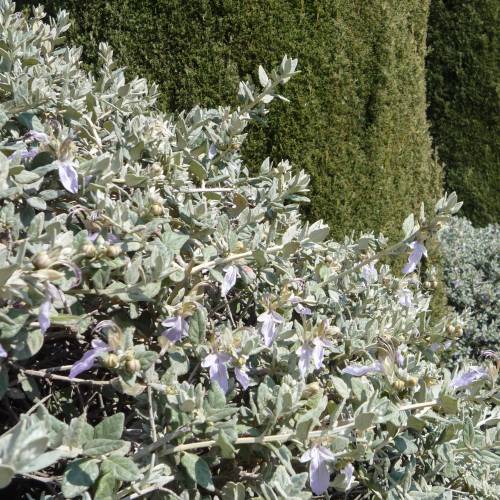 Teucrio, Olivillo, Salvia amarca : venta Teucrio, Olivillo, Salvia ...