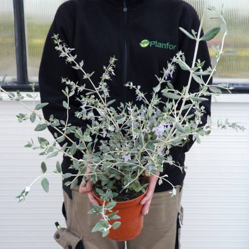 Teucrio, Olivillo, Salvia amarca : venta Teucrio, Olivillo, Salvia ...