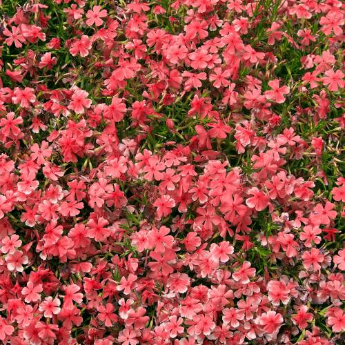 Flox enano rojo, Flox musgoso rojo : venta Flox enano rojo, Flox ...