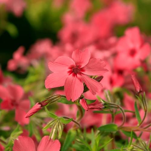 Flox enano rojo, Flox musgoso rojo : venta Flox enano rojo, Flox ...