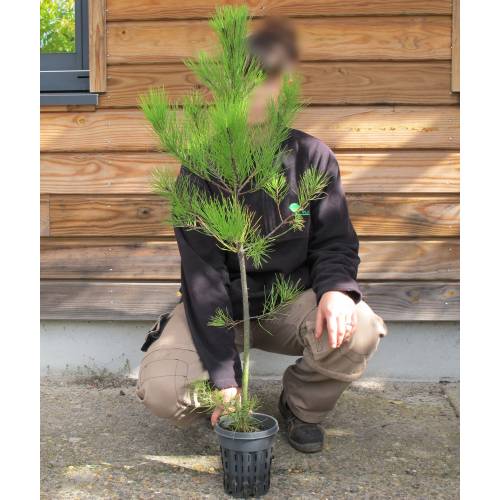 Pino taeda : venta Pino taeda / Pinus taeda
