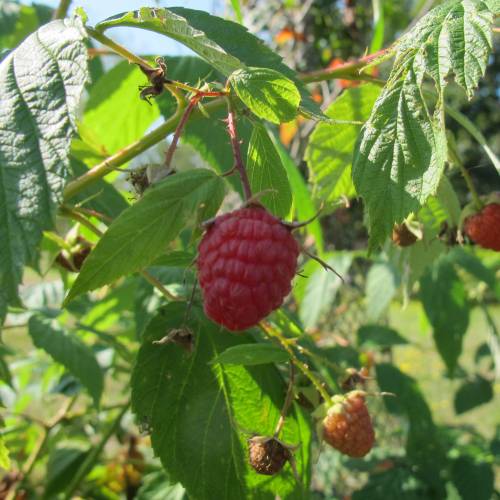 Frambueso 'Heritage' : venta Frambueso 'Heritage' / Rubus idaeus Heritage