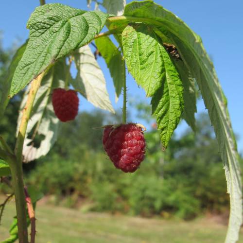 Frambueso 'Heritage' : venta Frambueso 'Heritage' / Rubus idaeus Heritage