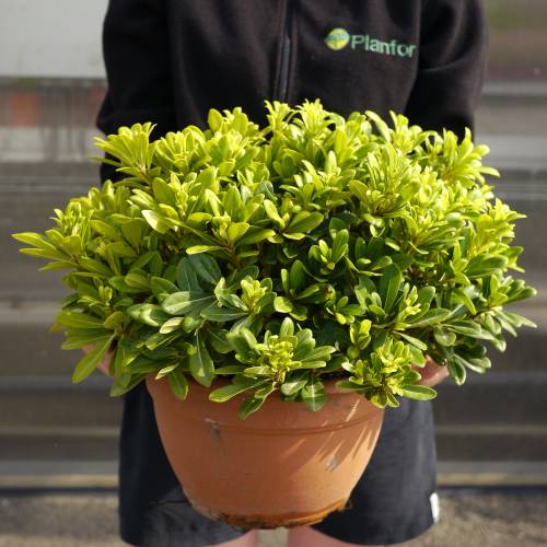 Pitosporo del Japón enano : venta Pitosporo del Japón enano ...