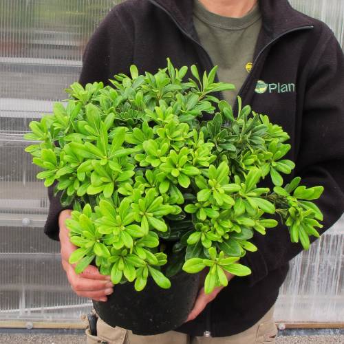 Pitosporo del Japón enano : venta Pitosporo del Japón enano ...