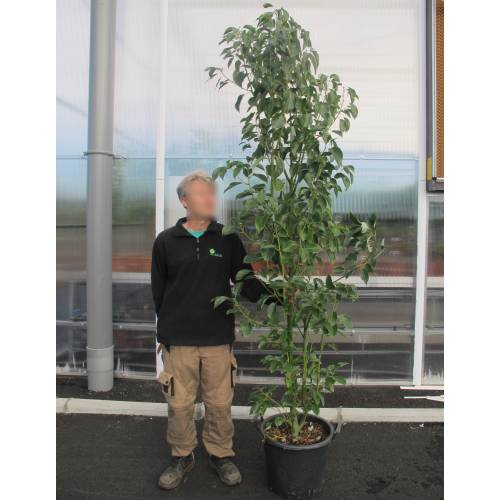 Árbol del alcanfor : venta Árbol del alcanfor / Cinnamomum camphora