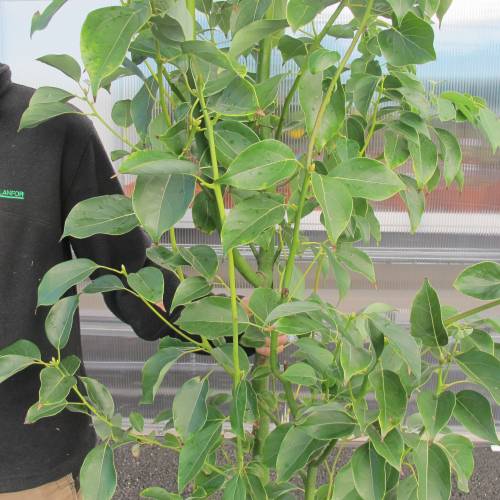 Árbol del alcanfor : venta Árbol del alcanfor / Cinnamomum camphora