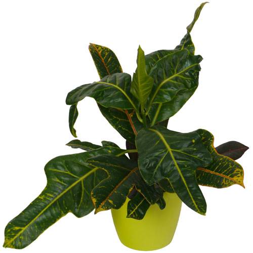 Croton Excellent + Cubremaceta Verde Limón : venta Croton Excellent ...