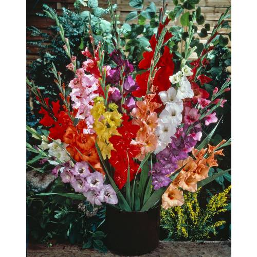Gladiolo mezcla de colores : venta Gladiolo mezcla de colores