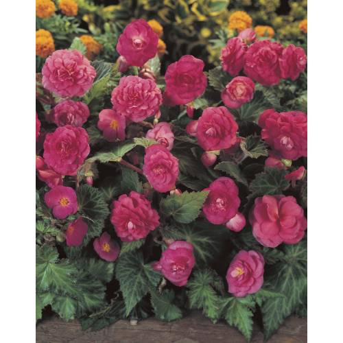 Begonia Multiflora Rosada : venta Begonia Multiflora Rosada