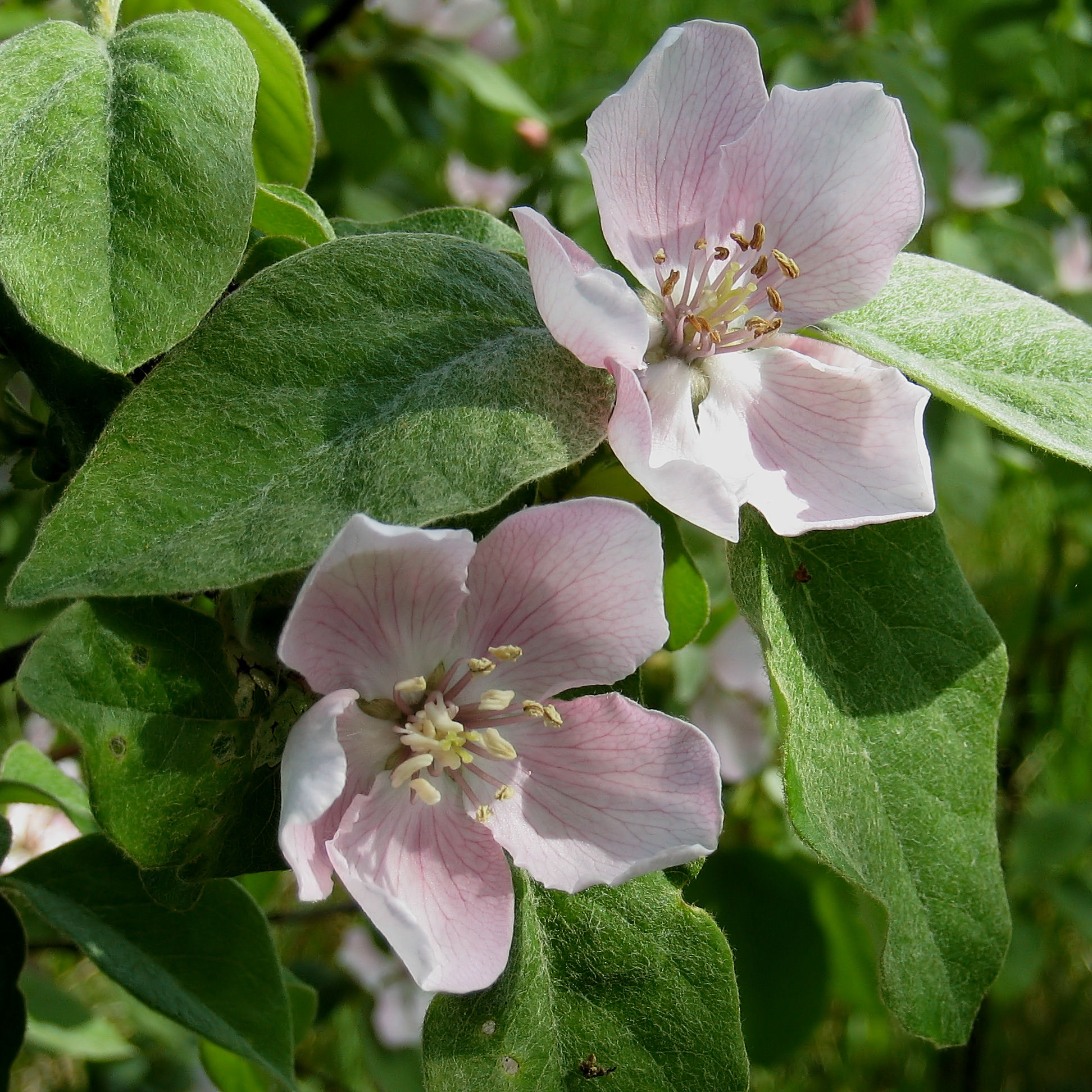 Membrillo : venta Membrillo / Cydonia oblonga