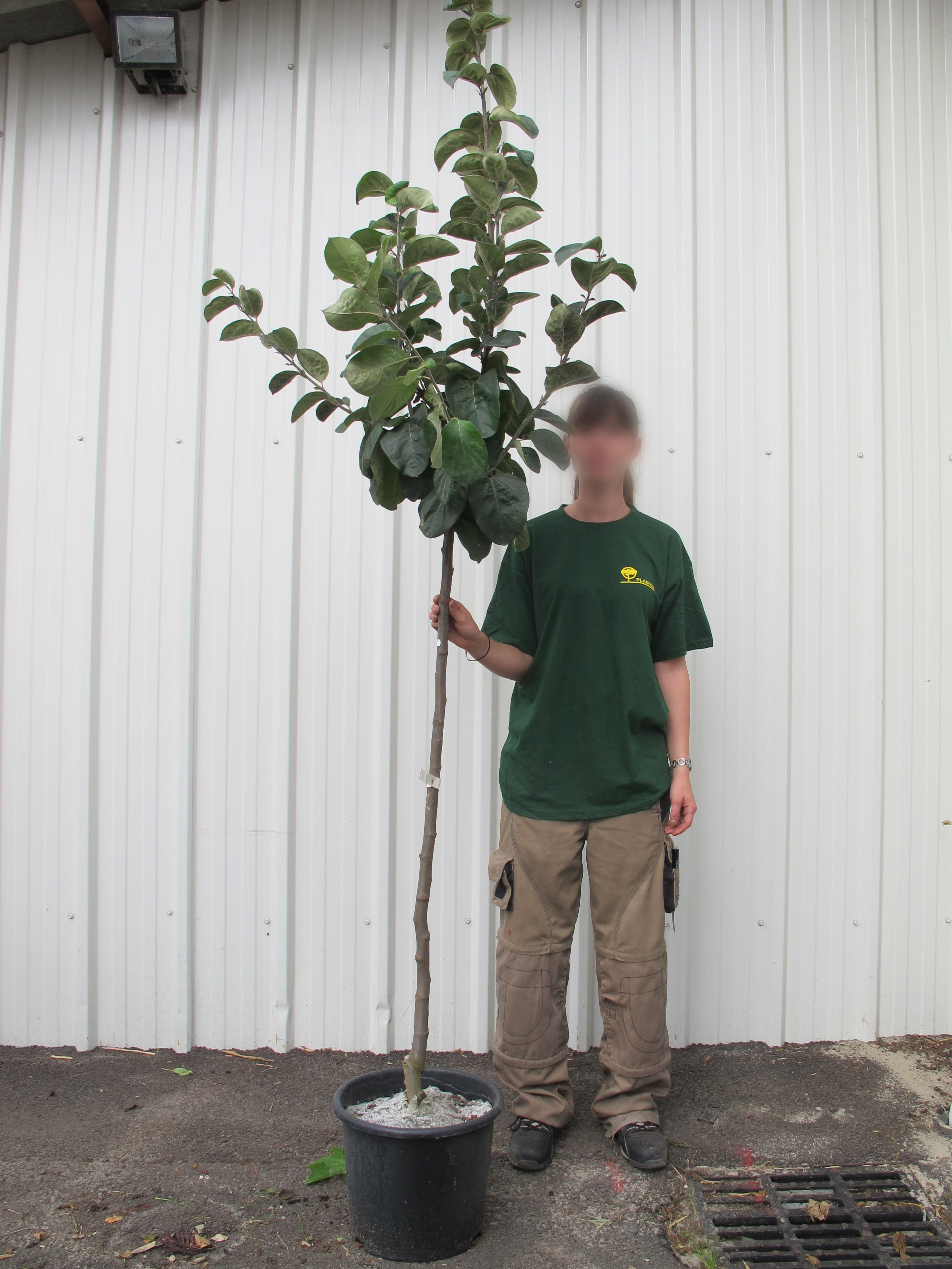 Membrillo : venta Membrillo / Cydonia oblonga