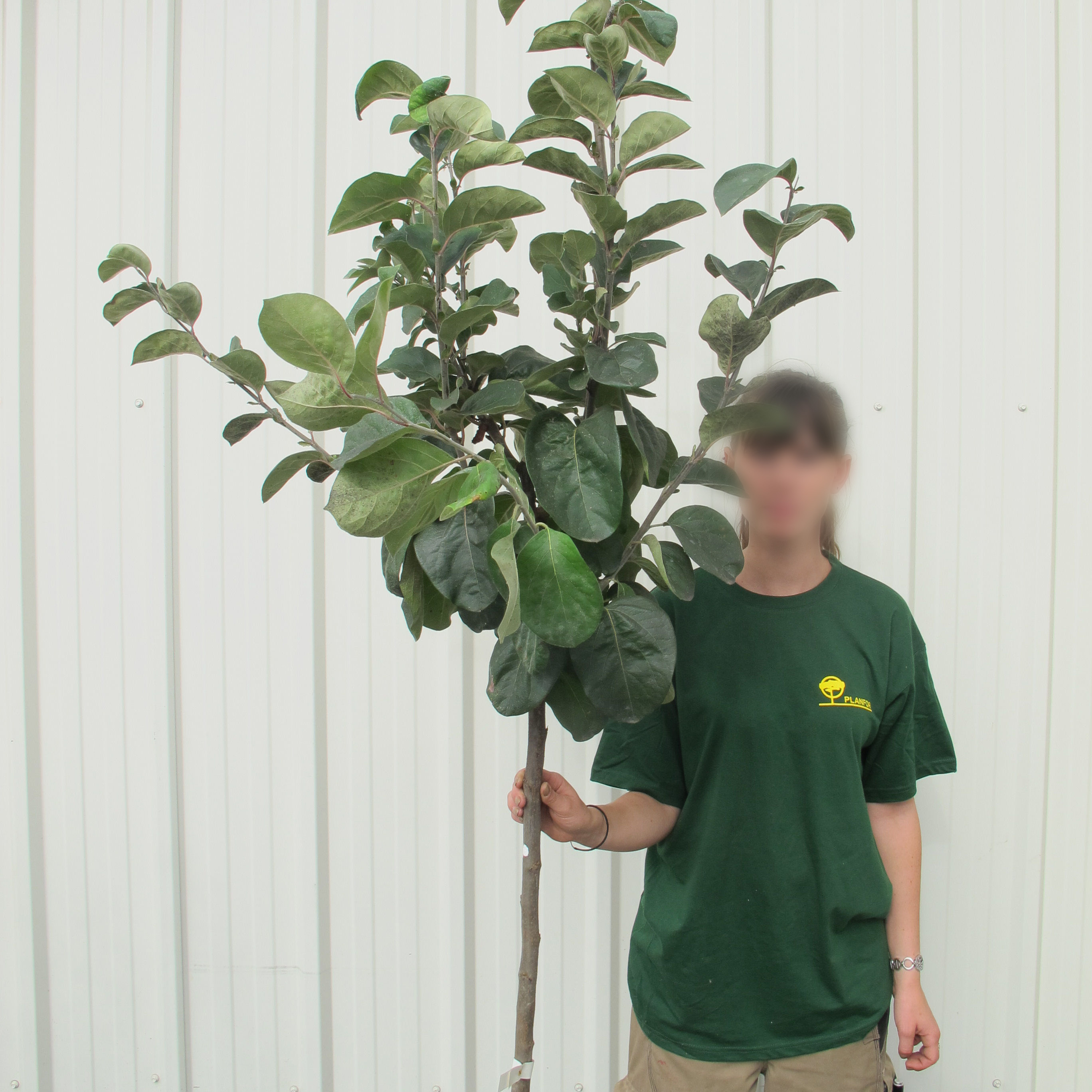 Membrillo : venta Membrillo / Cydonia oblonga