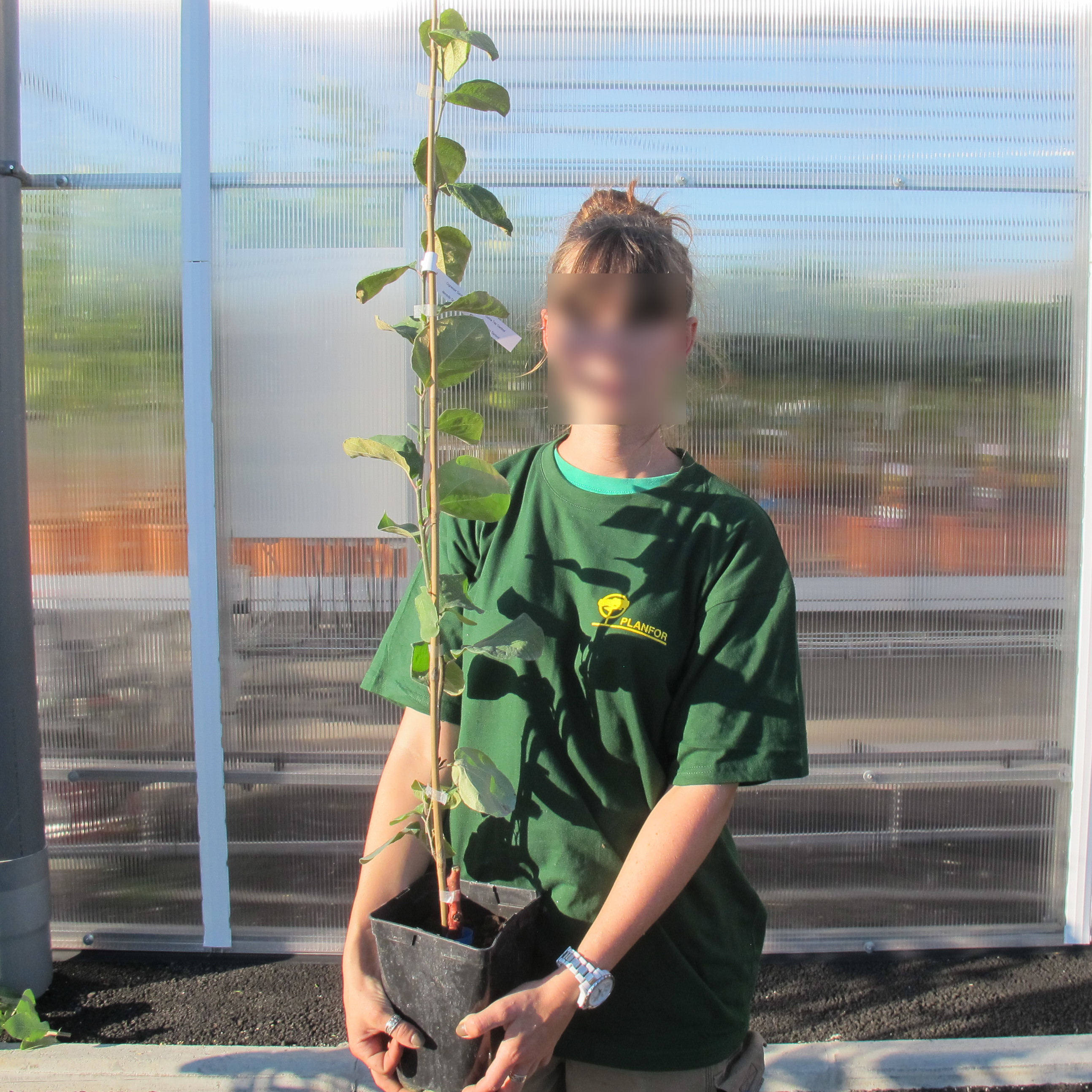 Membrillo : venta Membrillo / Cydonia oblonga