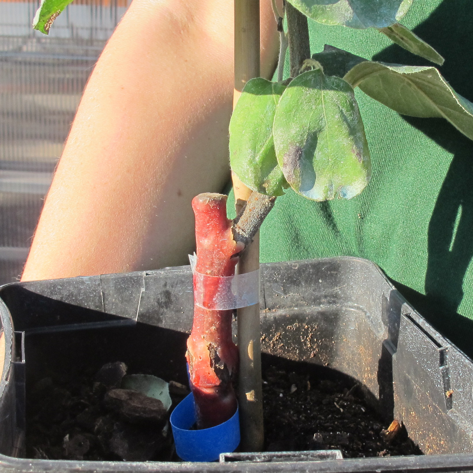 Membrillo : venta Membrillo / Cydonia oblonga