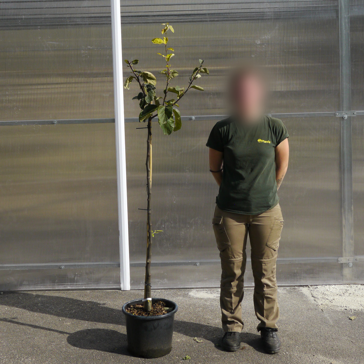 Membrillo : venta Membrillo / Cydonia oblonga