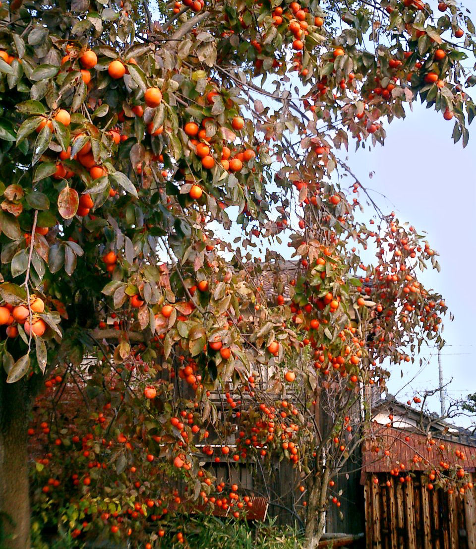 Kaki o Palosanto : venta Kaki o Palosanto / Diospyros kaki