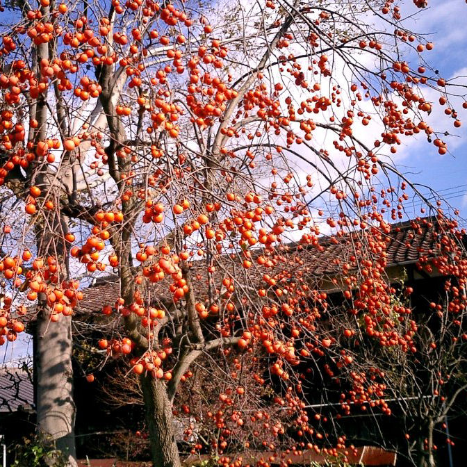 Kaki o Palosanto : venta Kaki o Palosanto / Diospyros kaki