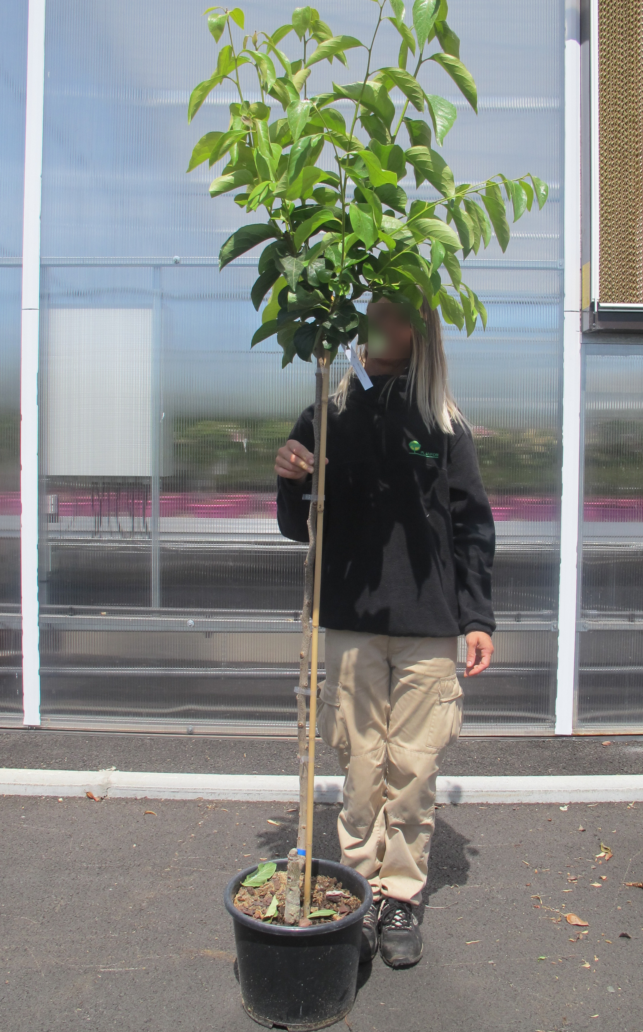 Kaki o Palosanto : venta Kaki o Palosanto / Diospyros kaki