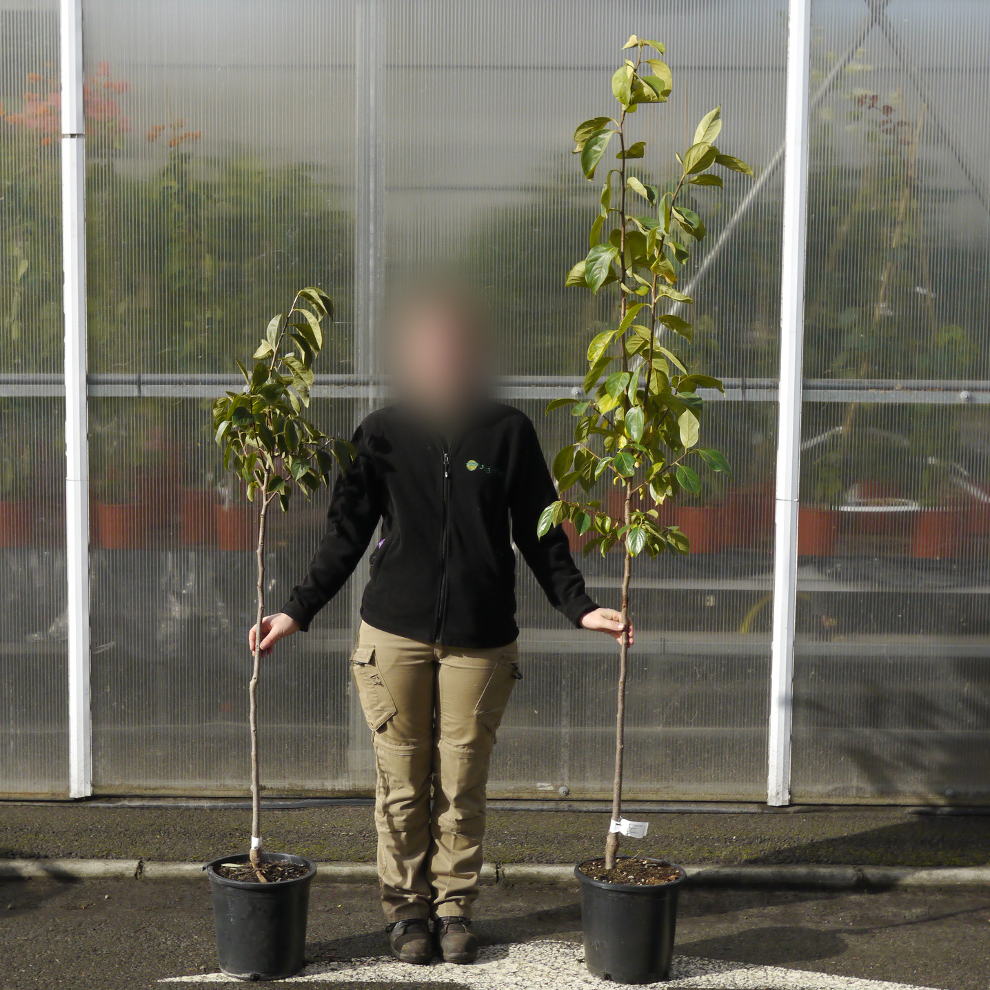 Kaki o Palosanto : venta Kaki o Palosanto / Diospyros kaki