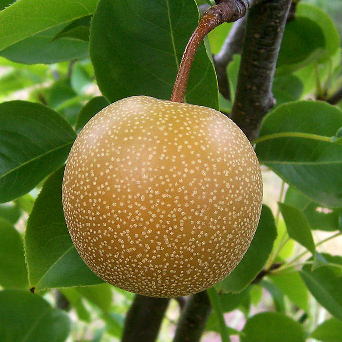 Nashi o pera asiática : venta Nashi o pera asiática / Pyrus pyrifolia