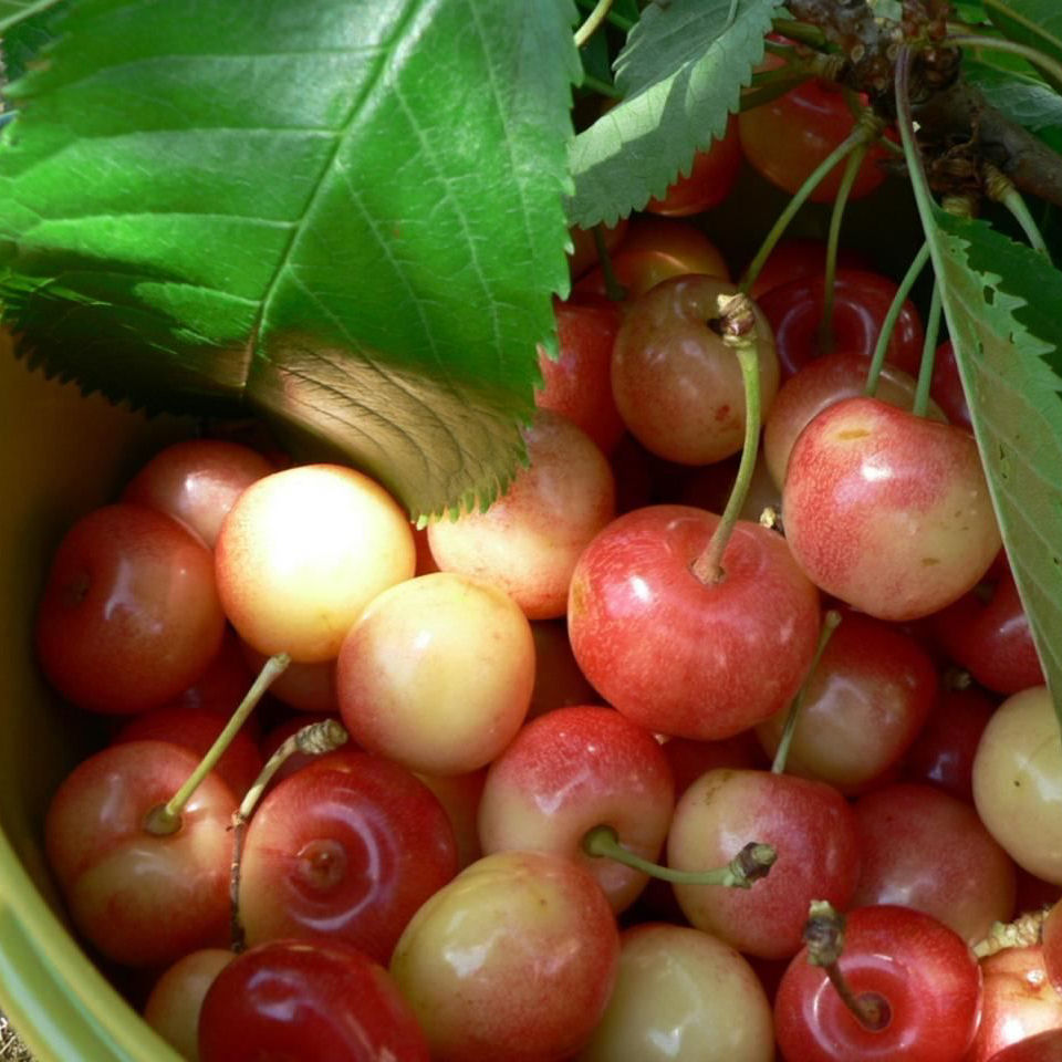 Cerezo Bigarreau Napoléon : venta Cerezo Bigarreau Napoléon / Prunus ...