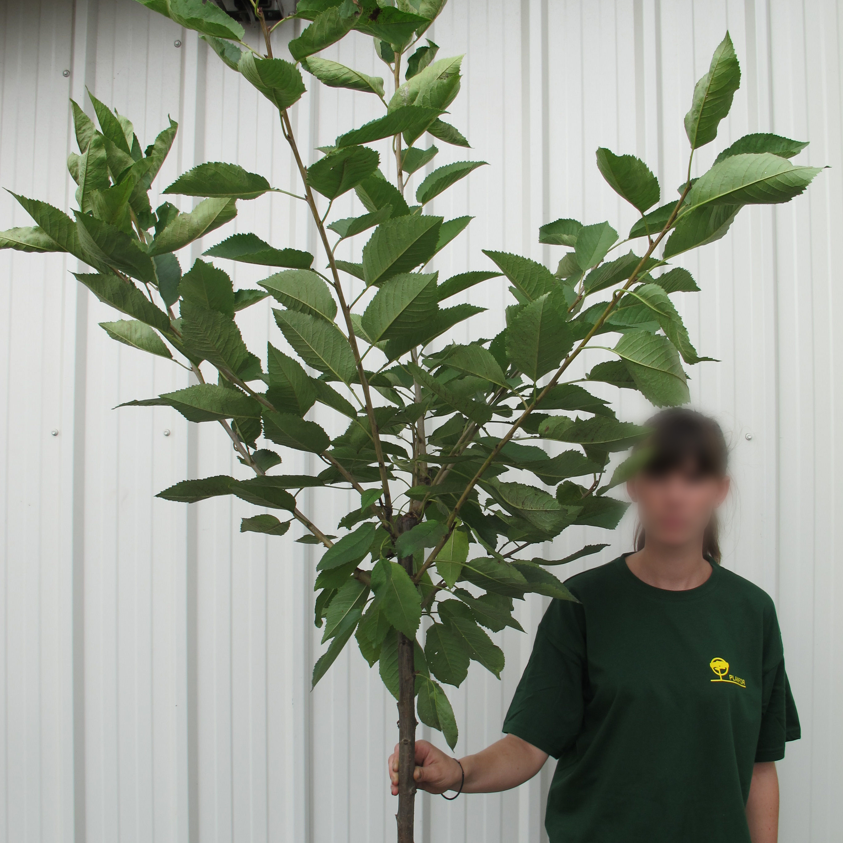 Cerezo Bigarreau Napoléon : venta Cerezo Bigarreau Napoléon / Prunus ...