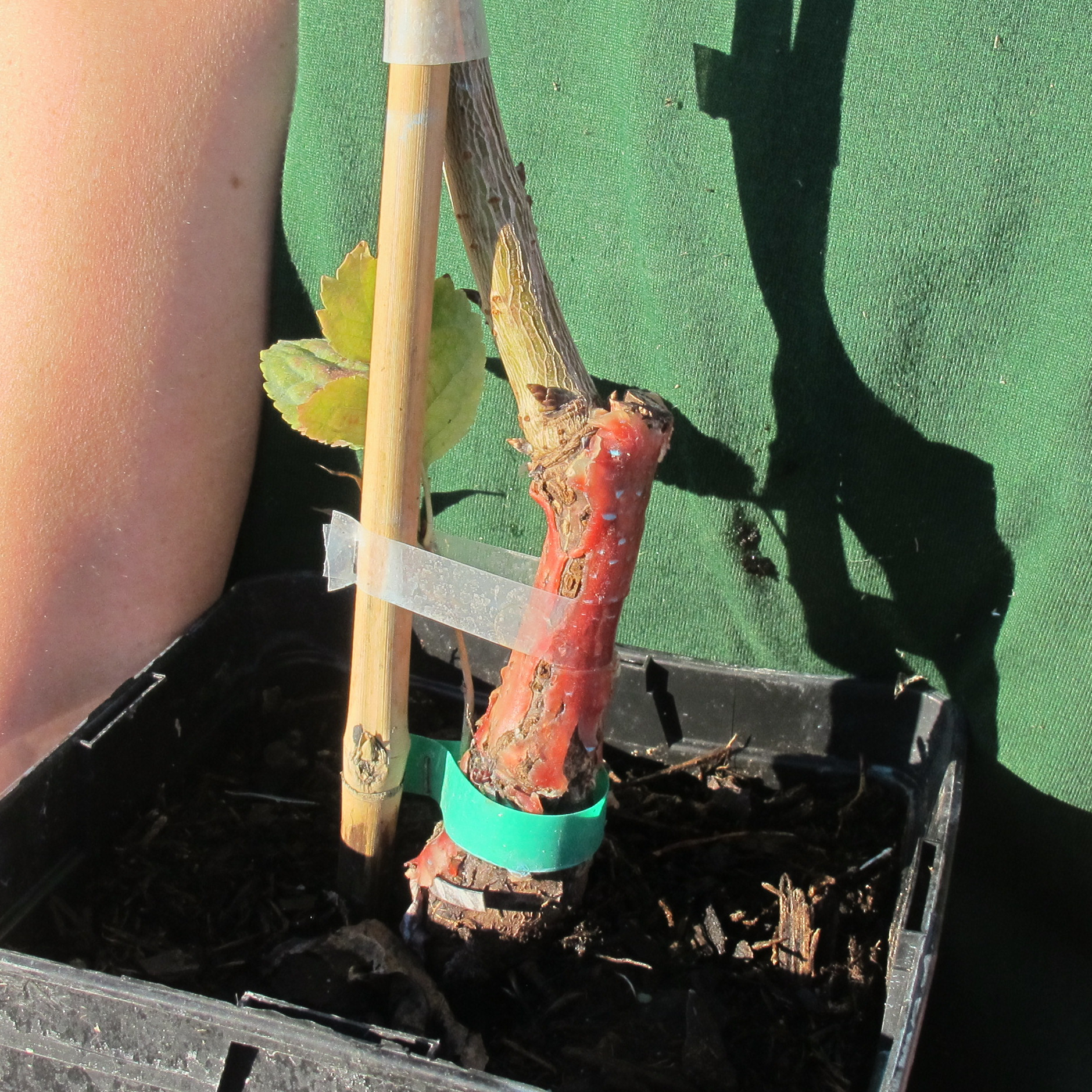 Cerezo Bigarreau Napoléon : venta Cerezo Bigarreau Napoléon / Prunus ...