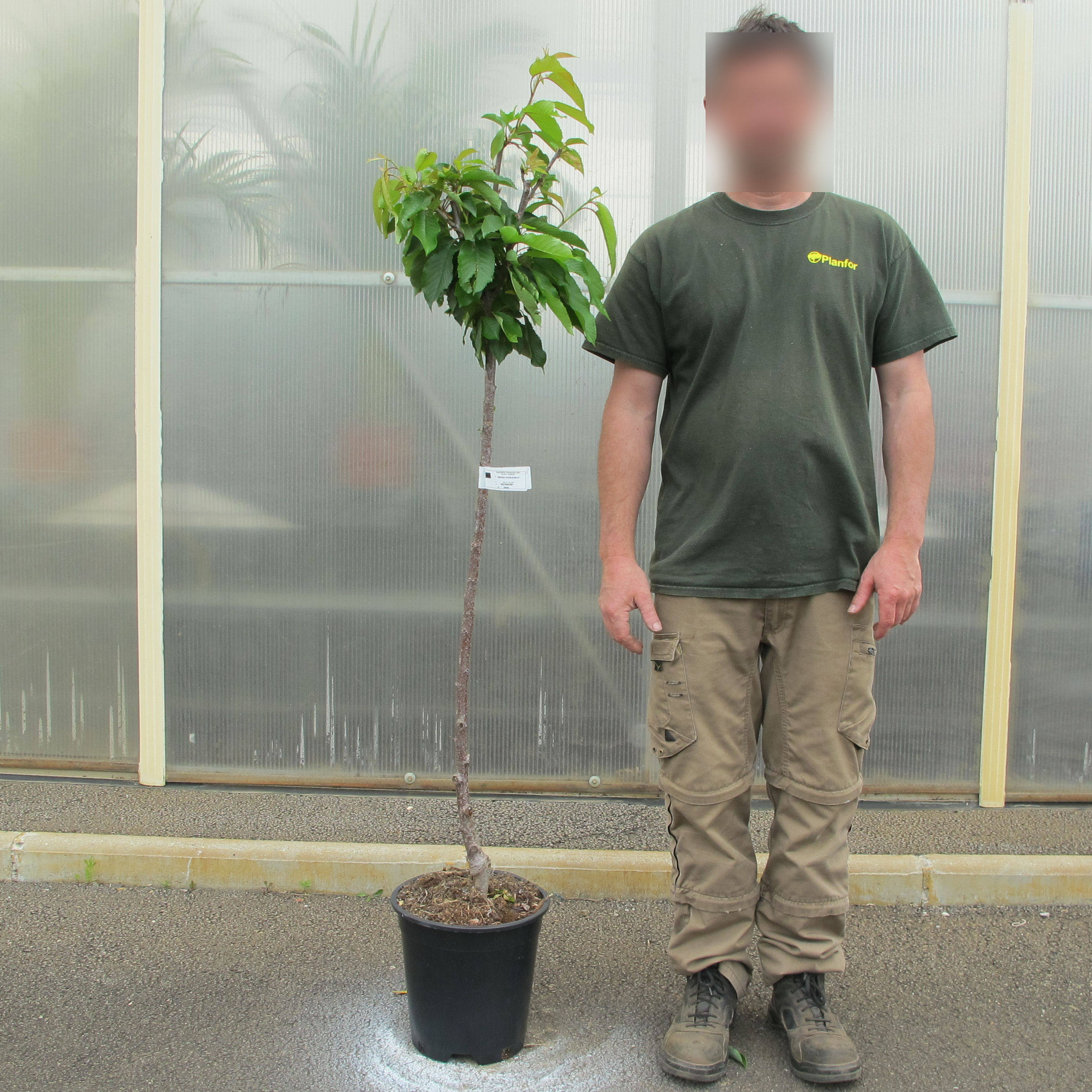 Cerezo Bigarreau Napoléon : venta Cerezo Bigarreau Napoléon / Prunus ...