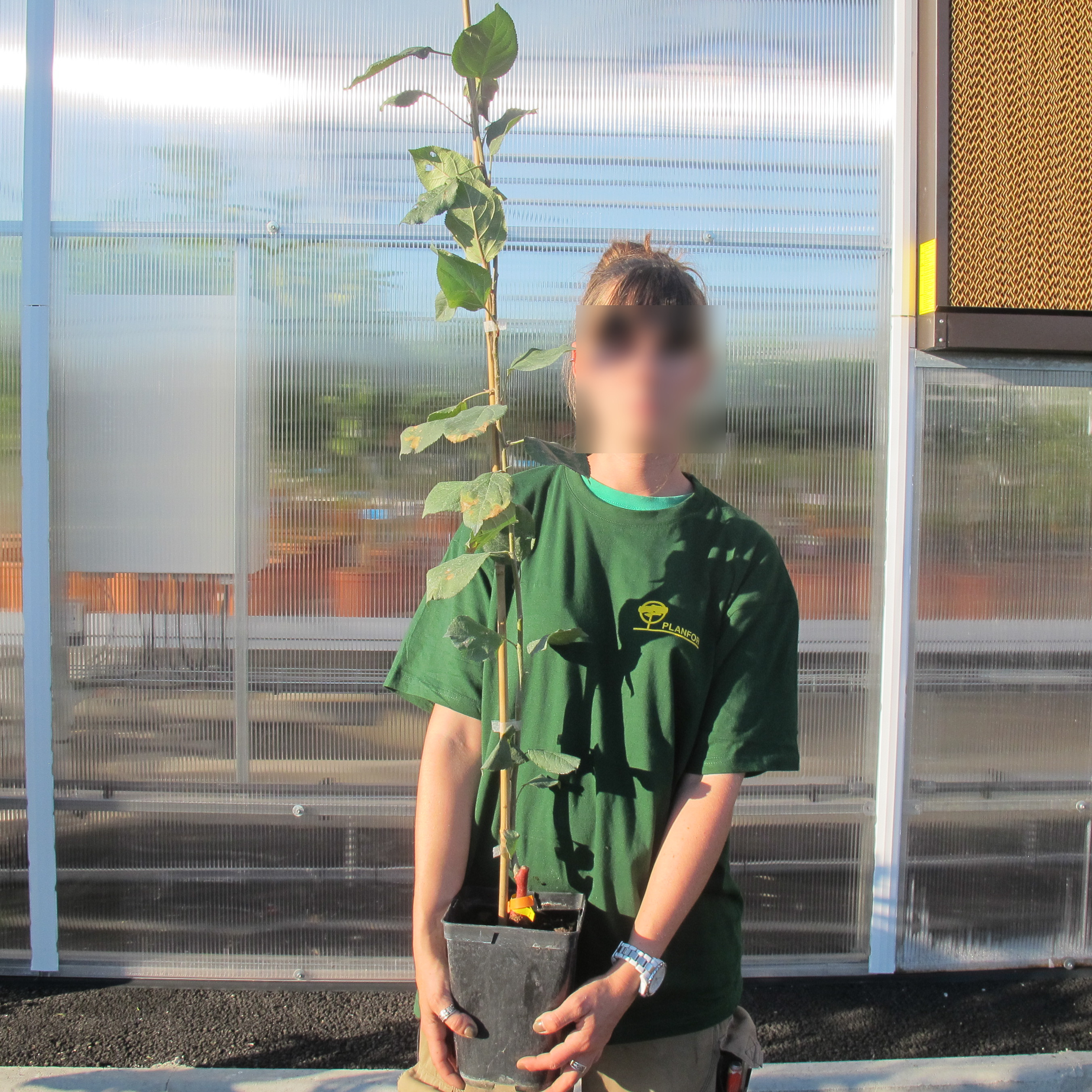 Manzano 'Fuji' : venta Manzano 'Fuji' / Malus pumila Fuji